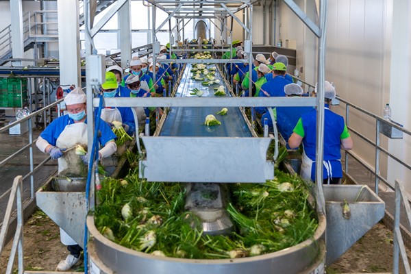 Une nouvelle station de conditionnement de légumes qui permet de voir ...