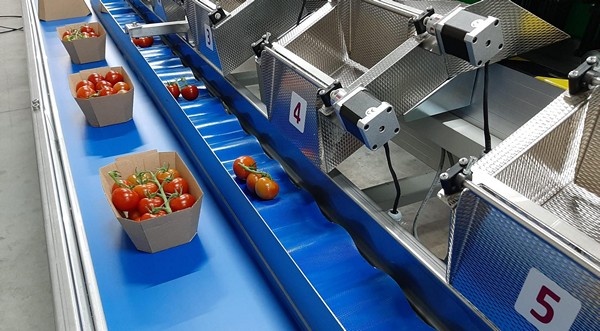 Vers l'automatisation du conditionnement des tomates grappe