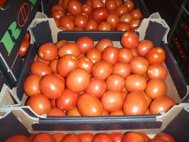 « Début calme de la saison espagnole des tomates Intense
