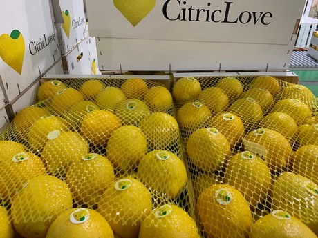 « Nous supportons assez bien la pression sur le prix des citrons