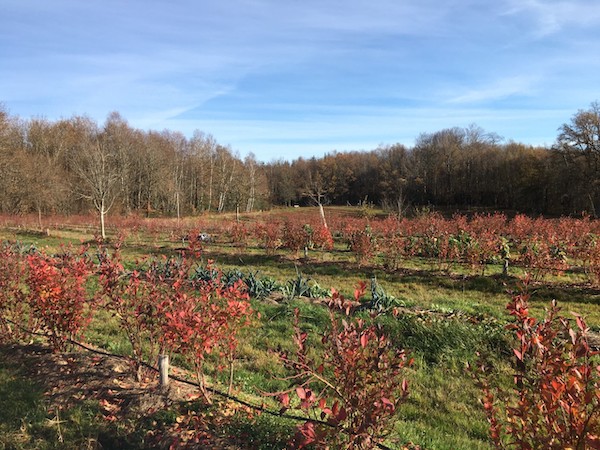 « Nous souhaitons continuer à développer la filière de fruits rouges ...
