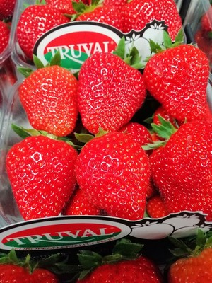 « Les prix des fraises belges ne baisseront pas durant trois semaines