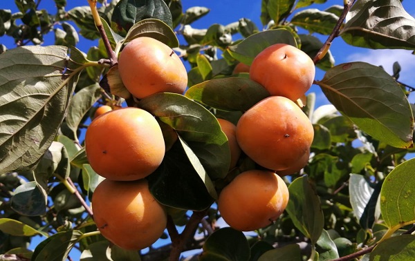 Optimisme prudent avant la grande récolte de Sharon Fruit