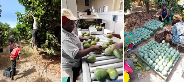 « Premières mangues du Sénégal après une saison difficile en Côte d ...