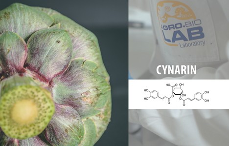 Analyse de la cynarine, un ingrédient actif de l'artichaut aux ...