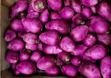 Les radis anciens : un marché de niche qui se popularise