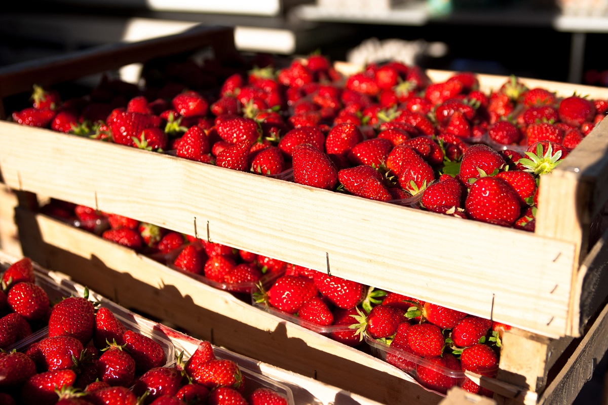 French strawberry sector is calling on consumers and supermarkets to ...