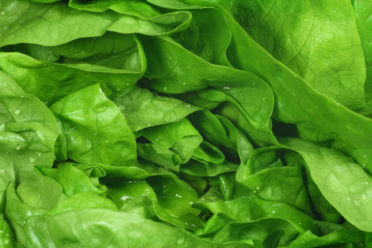 French lettuce production remains stable