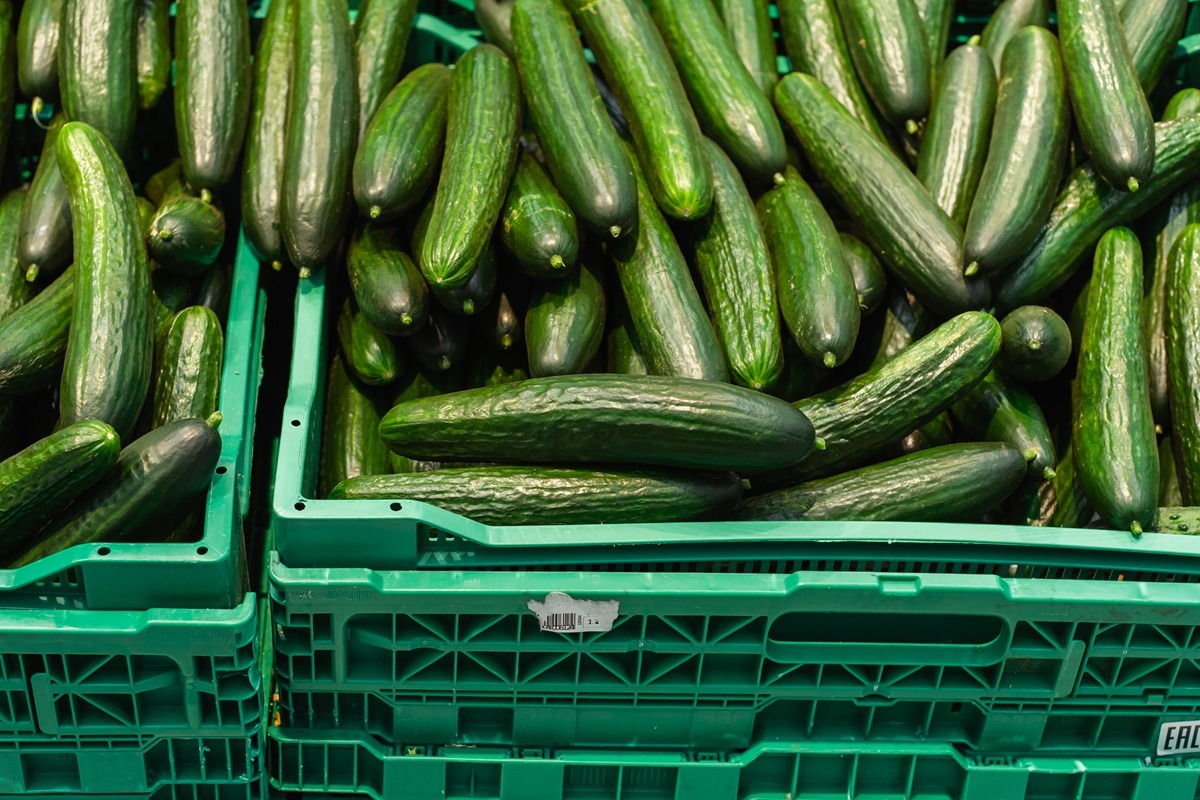 French cucumber campaign "marked by the vagaries of the weather"