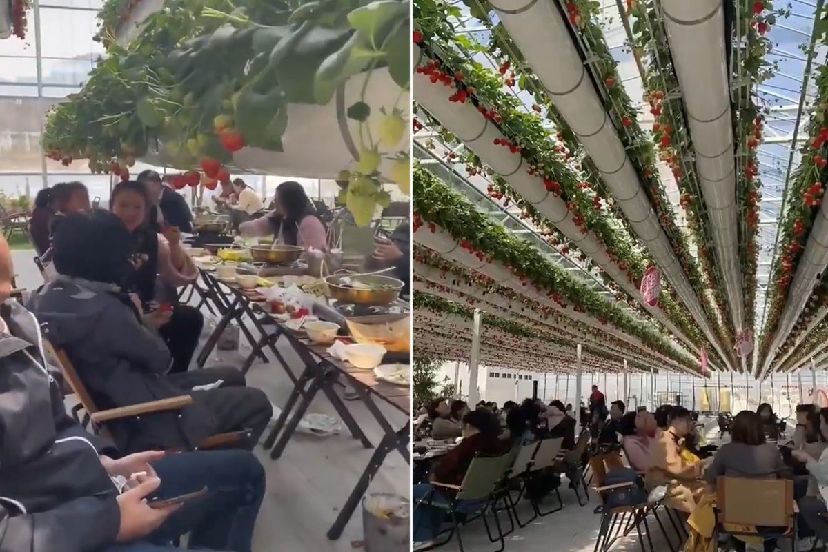 In China, a futuristic café lets you pick strawberries directly from ...