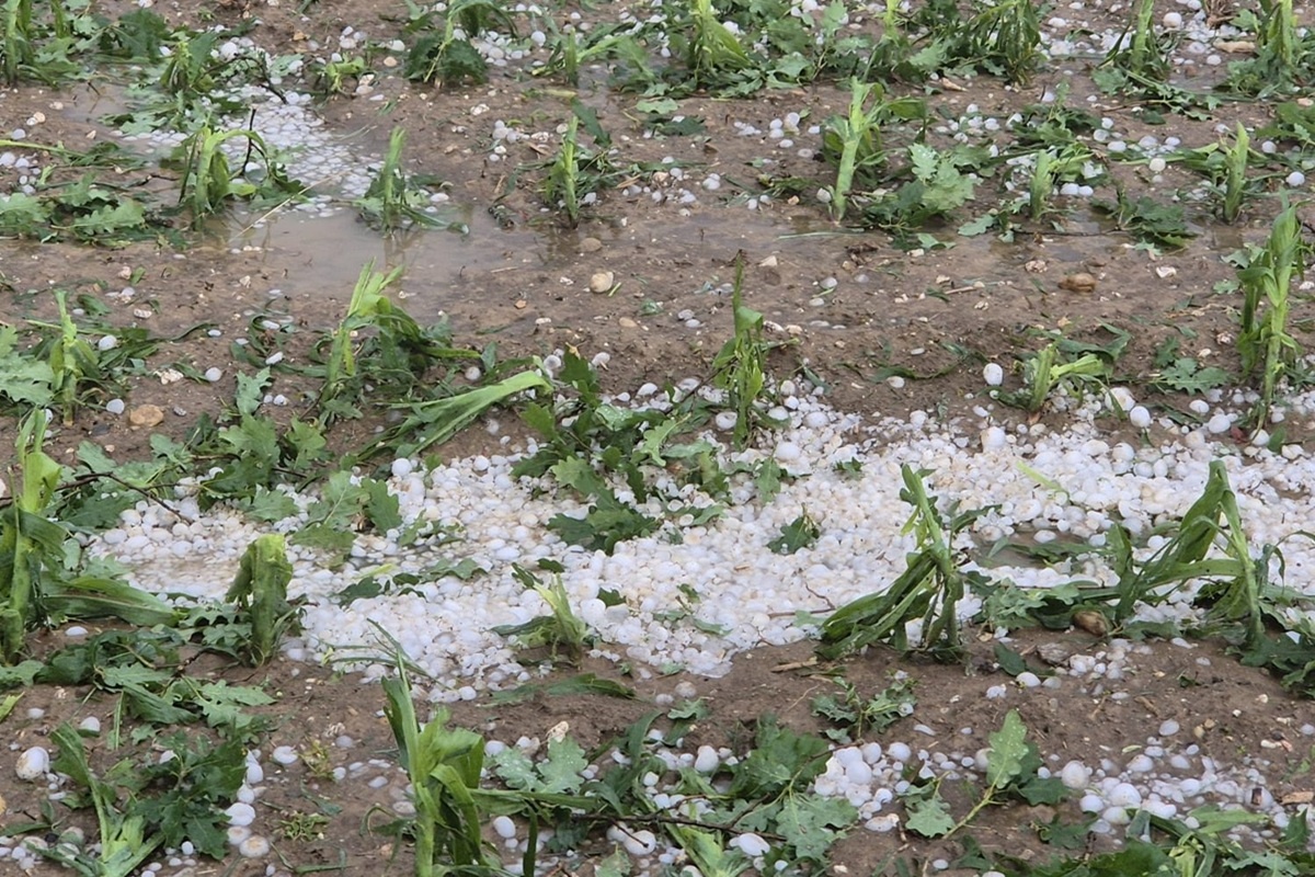 Producers in the Tarn region are devastated by rain and hail