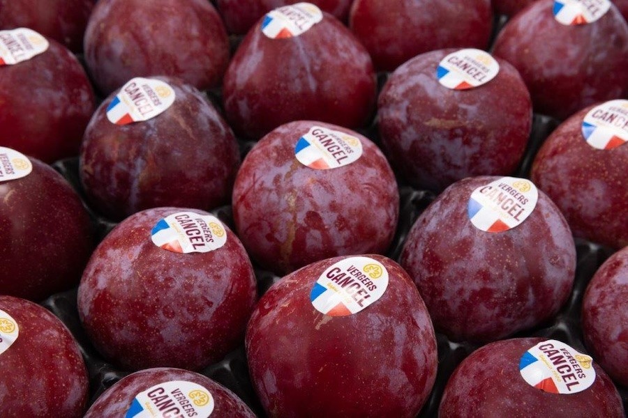 Un démarrage prometteur pour la campagne de prunes française