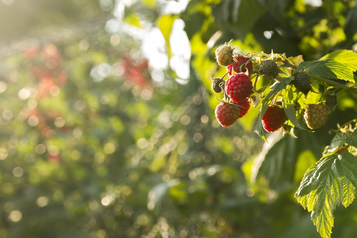 "French raspberry production reaches its peak"