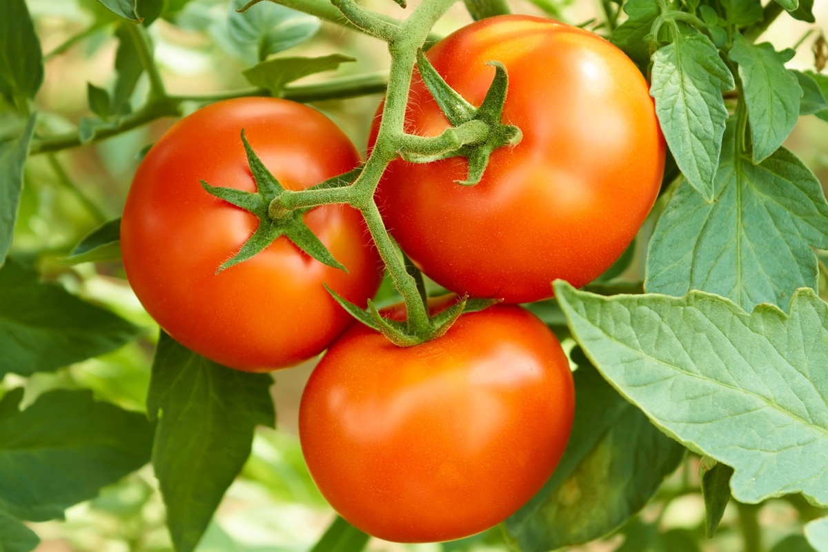 French tomatoes prices supported by an active market