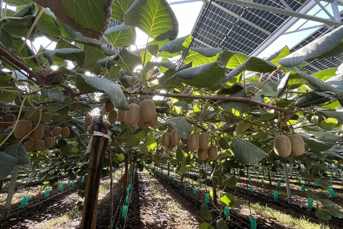 El kiwi amarillo KiKoKà se cultiva en los invernaderos agrivoltaicos ...