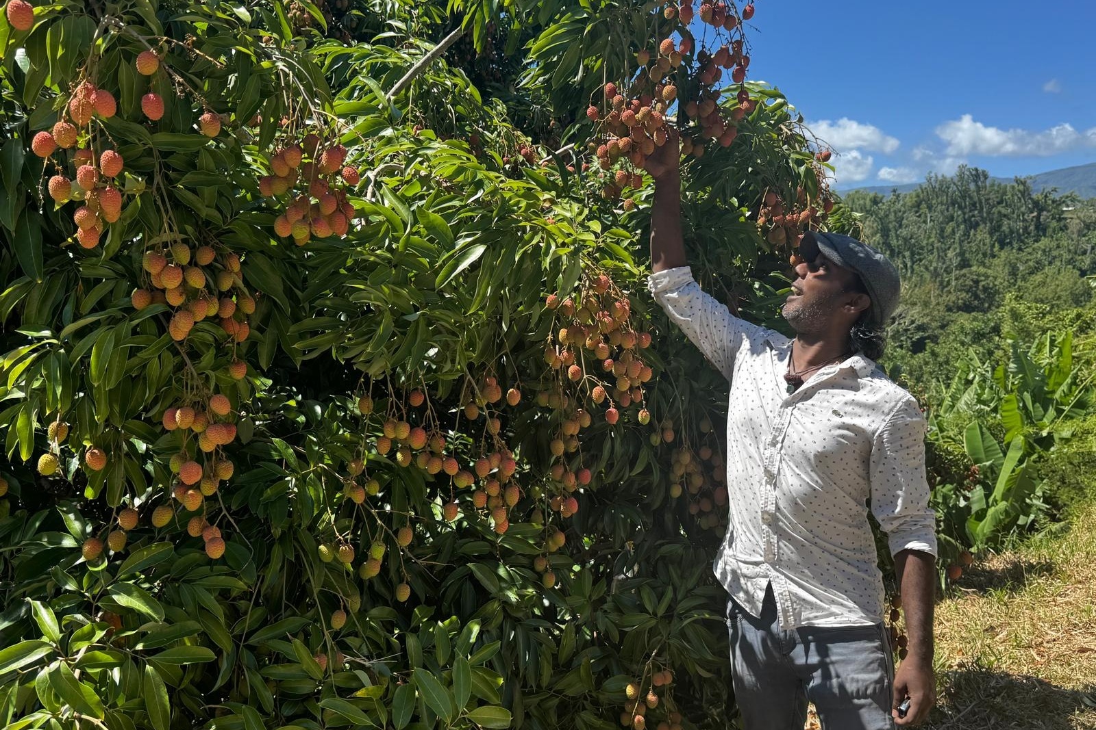 Lychees en ananas uit Réunion vertraagd, maar betere kansen voor afzet ...