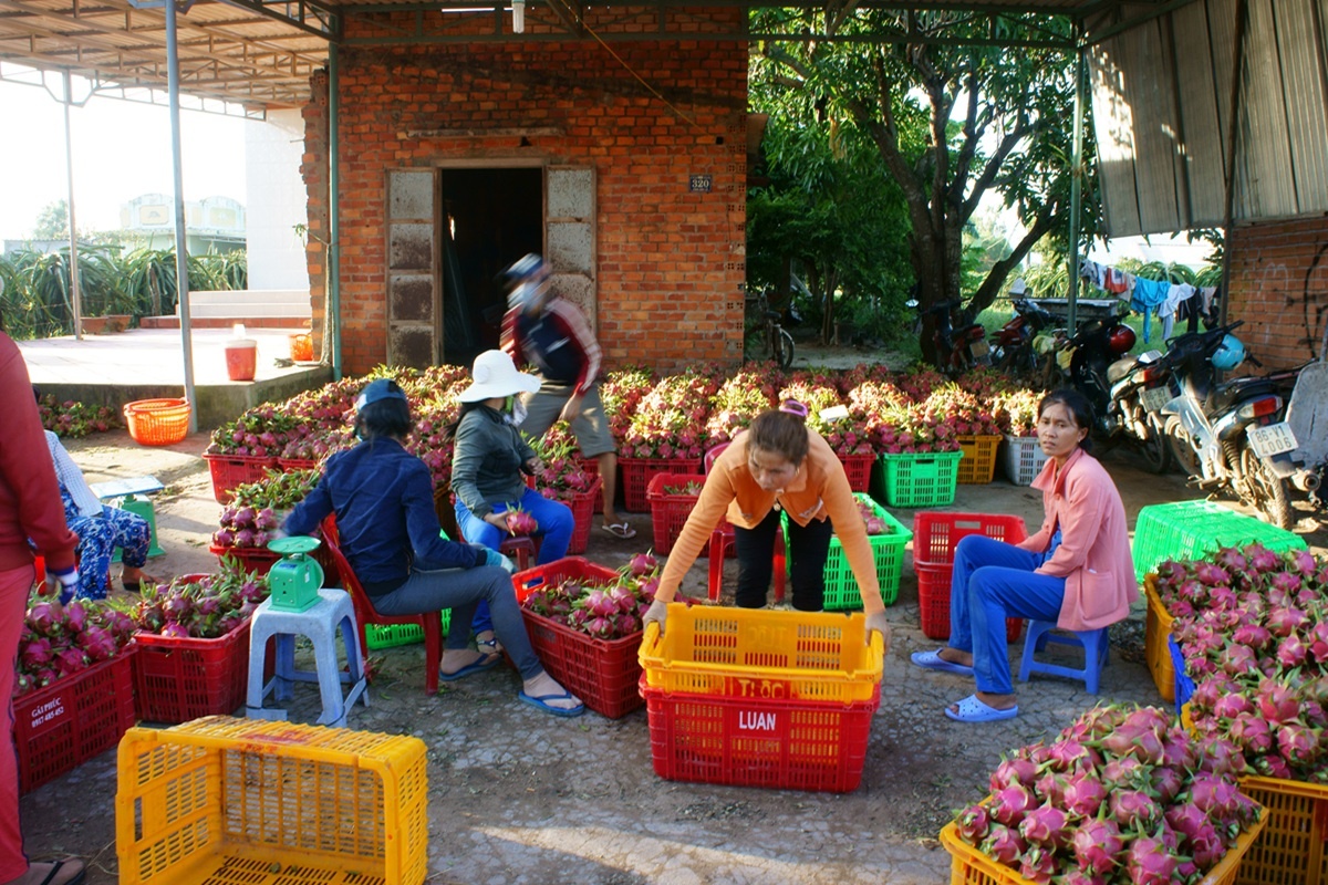 Vietnamese fruit and vegetable sector targets $10 billion in exports