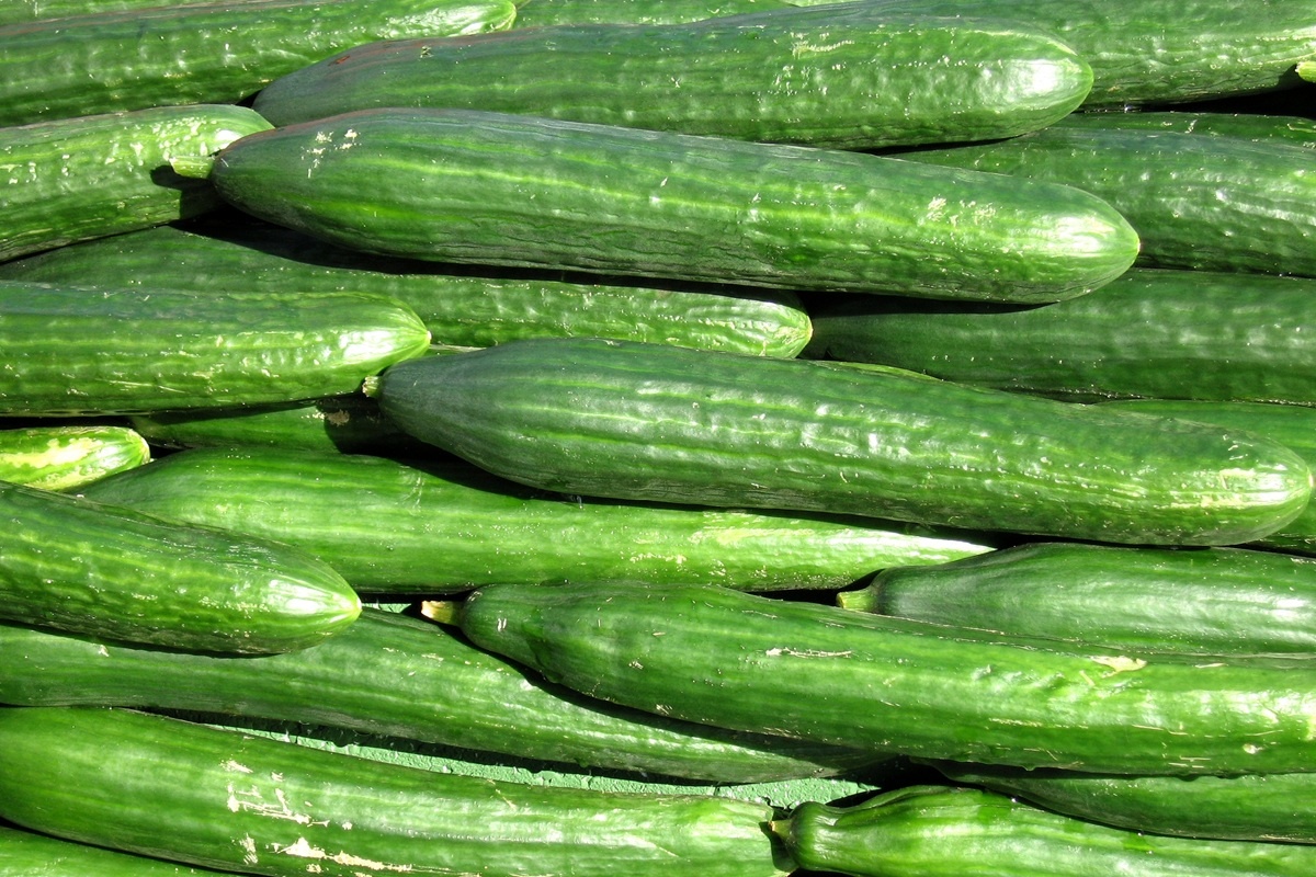 Between 2020 and 2024, Moroccan cucumber production increased by more ...