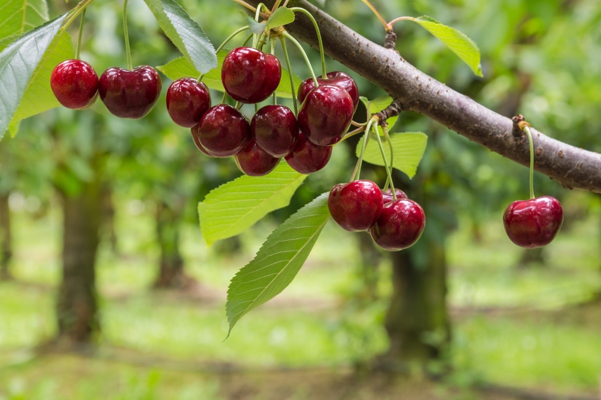 French cherry production revised downwards following hailstorms
