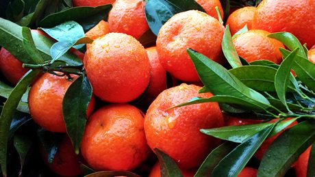 Il mandarino siciliano atteso a fine novembre