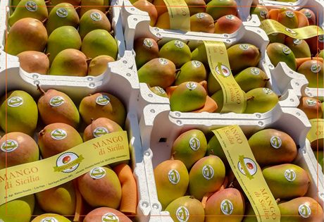 Sicilië: citrus maakt plaats voor tropisch fruit