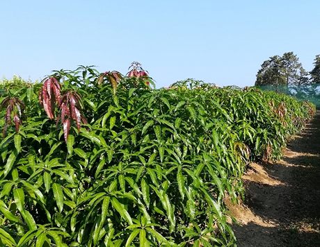 PapaMango, el mango siciliano