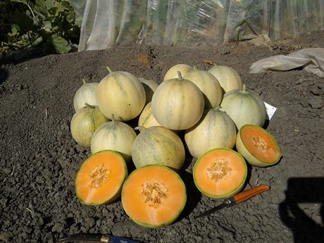 Melone siciliano: e' tempo di decidere