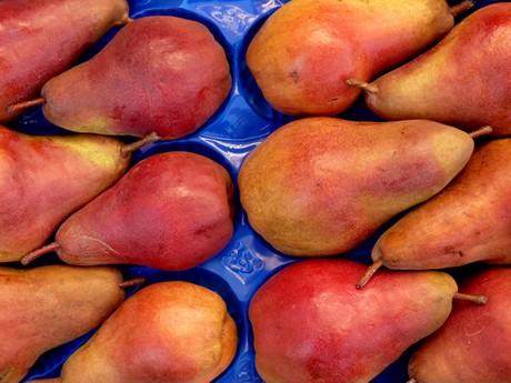 Tutto pronto per la vendita della pera rossa Falstaff