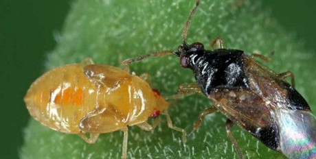 Fragola, lotta al tripide: gli insetti utili sono un'arma indispensabile