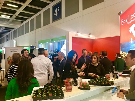 The harvesting of Candonga strawberries has started in Basilicata