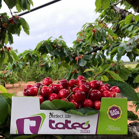 Italie : Début de récolte des cerises Bigarreau dans les Pouilles