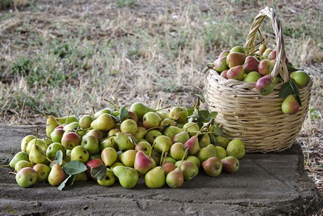 Insieme per recuperare una cultivar di pero dalle caratteristiche e dal ...