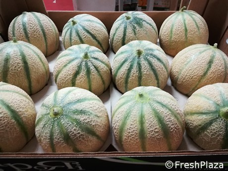 Italia: Nuevas variedades de melón y nuevos portainjertos para un mayor ...