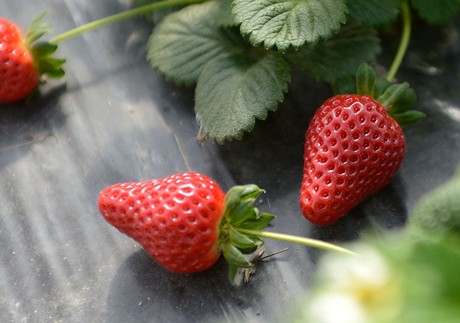 Italia: La cosecha de fesa de Club Candonga finaliza alrededor del 10 ...