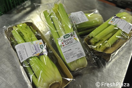 Italia: “Especialistas en apio, todos los días del año”