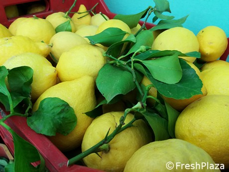 Bijzondere citroenen langs de Amalfikust