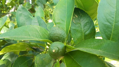 Lime italiano per ora destinato solo ai canali horeca locali, ma si ...