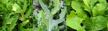 Crescono in campo le fitopatie che mettono a rischio le coltivazioni ...