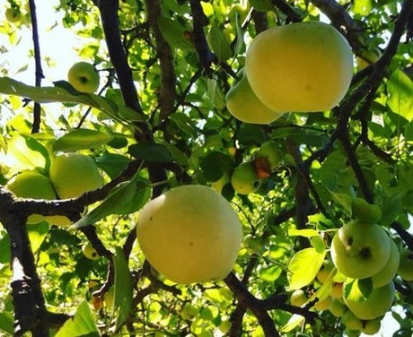 Melo Agostino: cultivar antica calabrese che punta al sigillo di ...