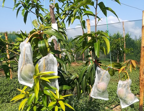 L'Italia migliora le tecniche di coltivazione nel mango