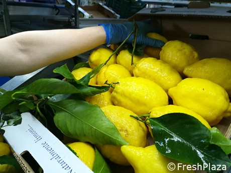 Le marché italien du citron a connu des jours meilleurs