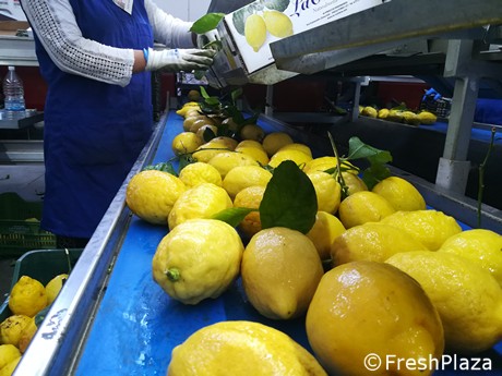 I mercati del limone hanno vissuto tempi migliori