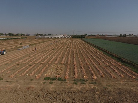 Nuovi ibridi di cipolla firmati Maraldi Sementi