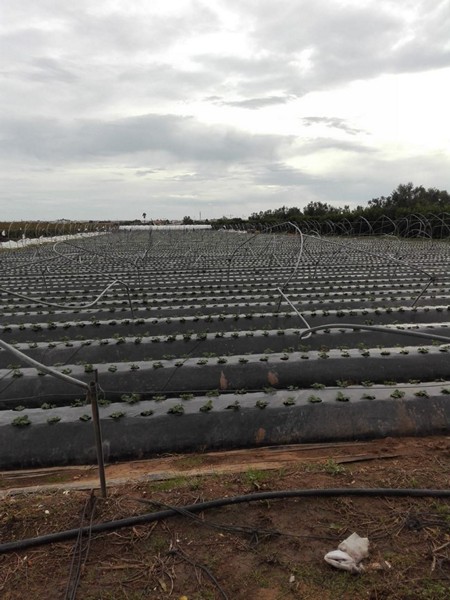 Metapontino dopo la tromba d'aria: il commento di un fragolicoltore