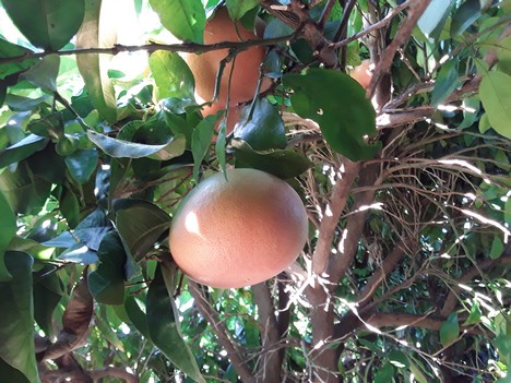 Star Ruby: il pompelmo rosso coltivato in Calabria