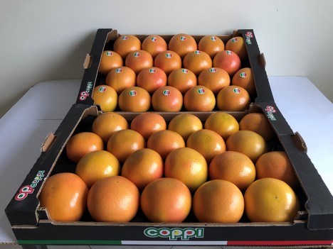 Star Ruby: il pompelmo rosso coltivato in Calabria