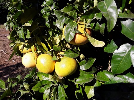 Star Ruby: il pompelmo rosso coltivato in Calabria