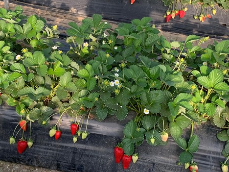 Cresce del 25% il fatturato delle fragole per l'Op Giaccio Frutta