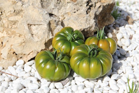 Pomodoro da mercato fresco: BASF Vegetable Seeds leader nell ...