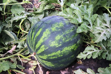 Prosegue con celerita' la campagna siciliana delle mini angurie